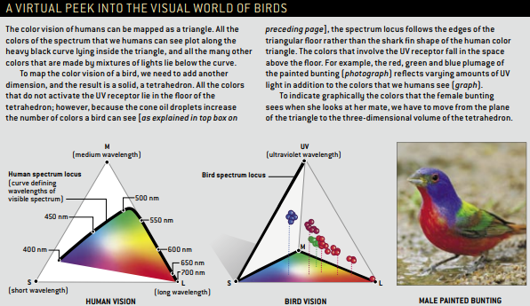 BirdBeSafe: Scientific Study Explains Why Bright Colors on Cats is for ...
